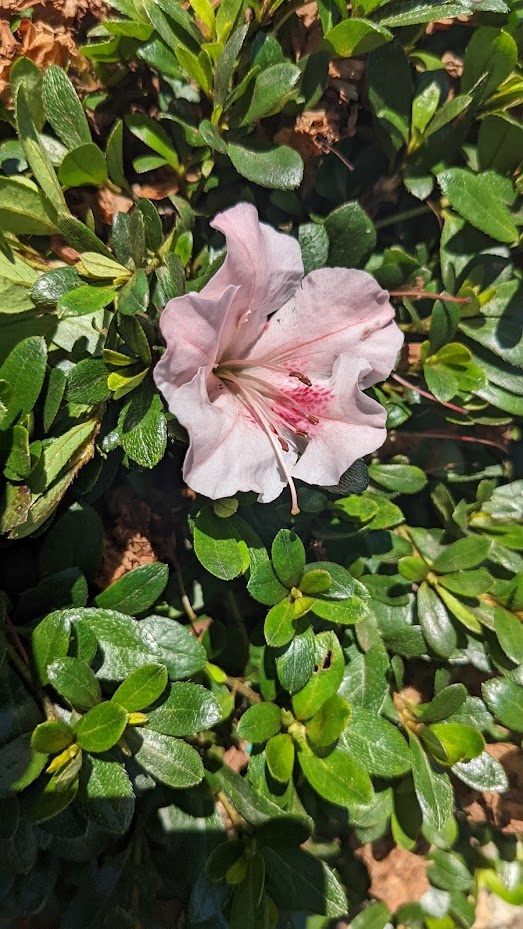 plants_details - Adcock’s Nursery