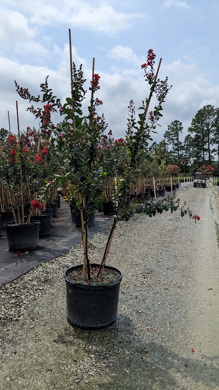 plants_details - Adcock’s Nursery