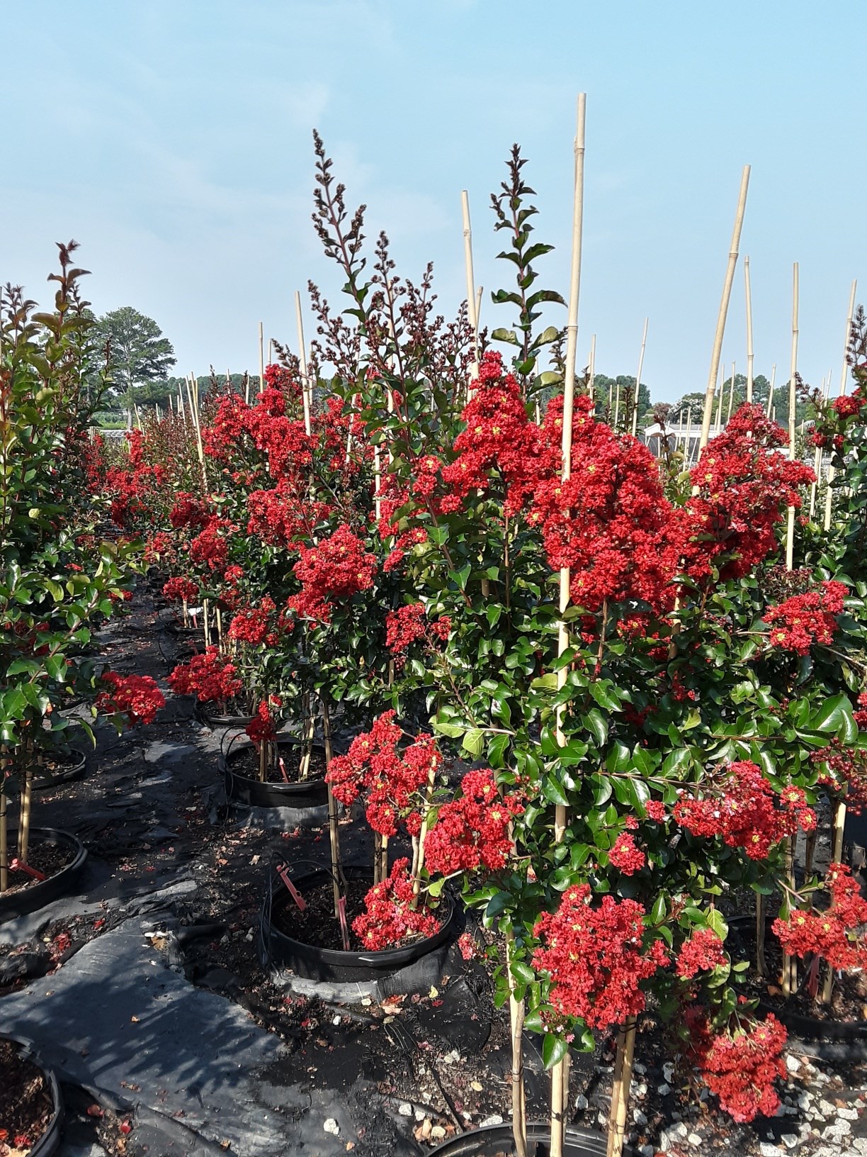 plants_details - Adcock’s Nursery